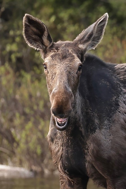 Wednesday May 28, 2025 | Hyatt's Manion Lake Camp Ltd.